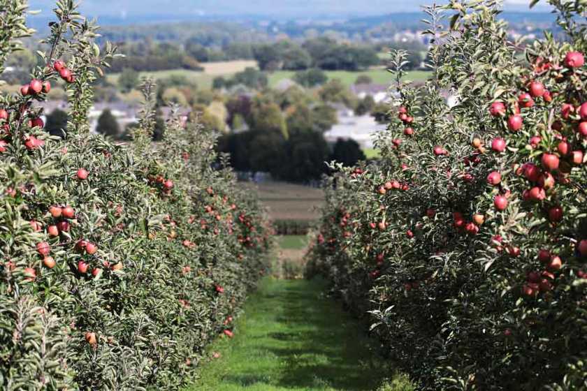 Fruit Wall | Flexible Solutions | Fruit Growers Supply
