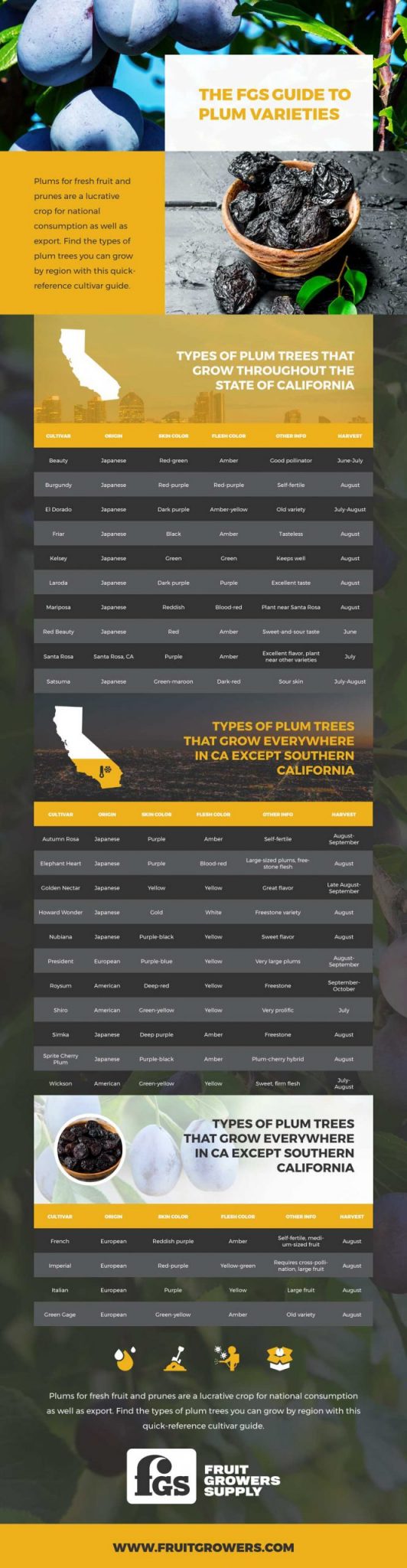 Types of Plums | Niche Fruit-Growing Supplies | FGS