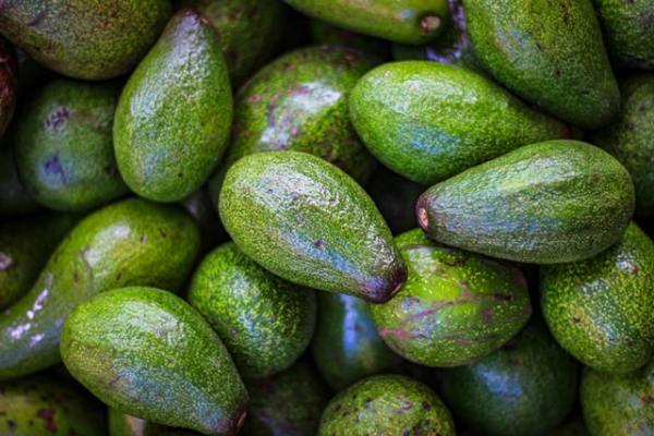 Avocado Diseases | Visit Our Blog at Fruit Growers Supply