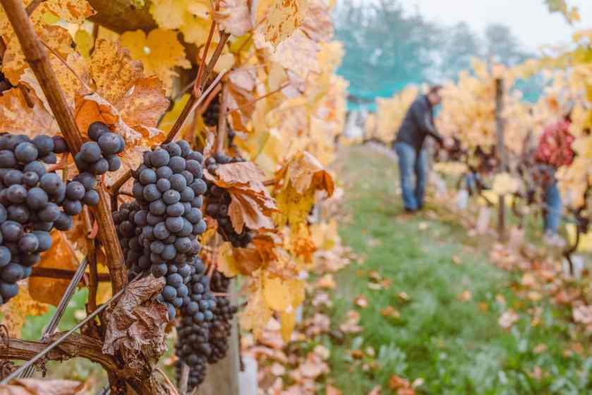 Vineyard Trellis Design | Learn More at Fruit Growers Supply