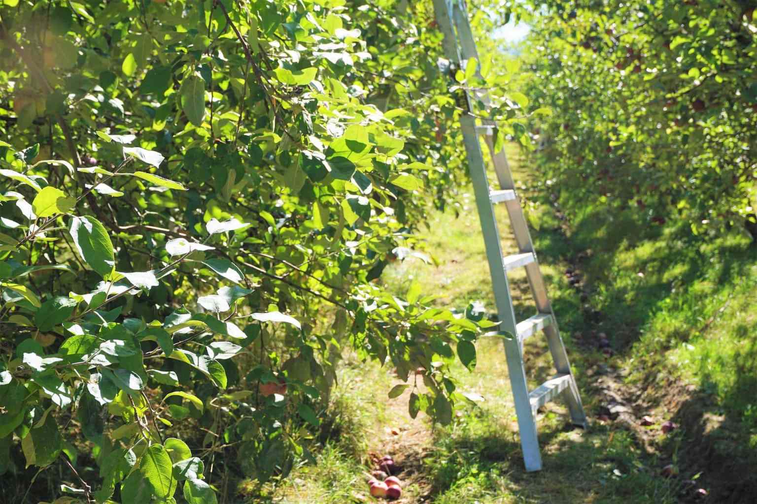Orchard Ladders – Picking And Choosing - Fruit Growers Supply