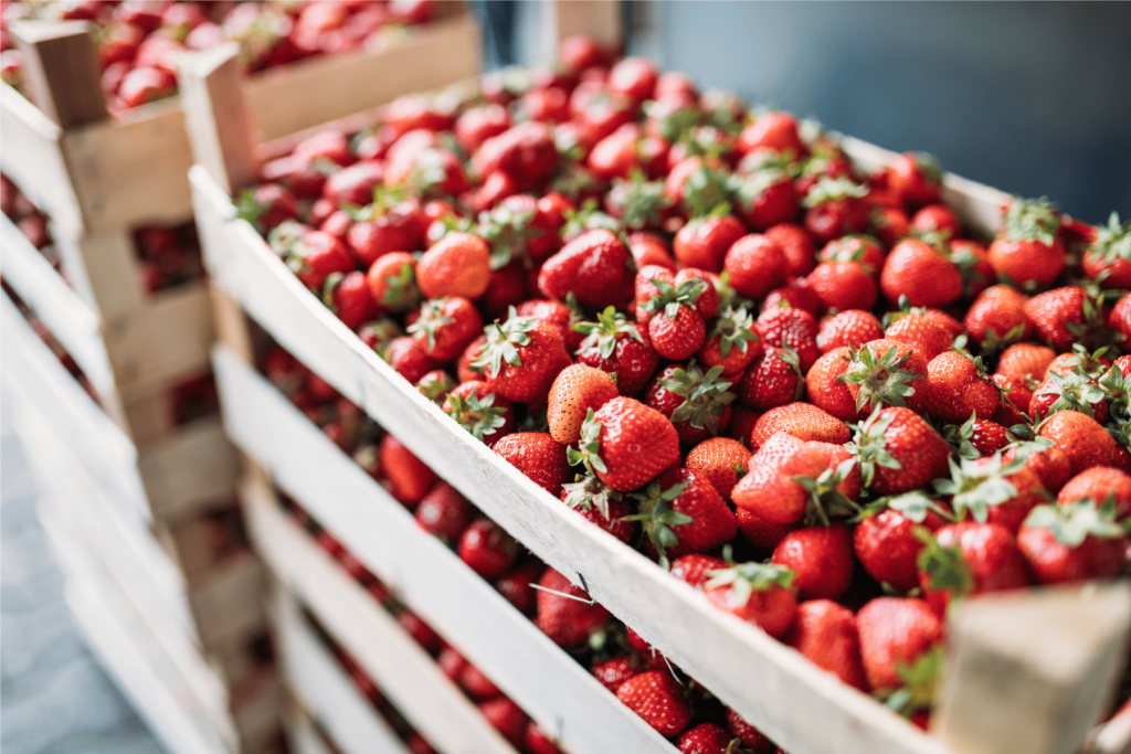 2026 Strawberry Crop Outlook - Serving Agriculture Since 1907