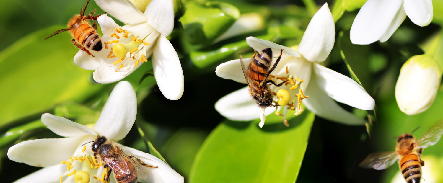 Seeds for Bees Program: Applications Now Available - Serving ...