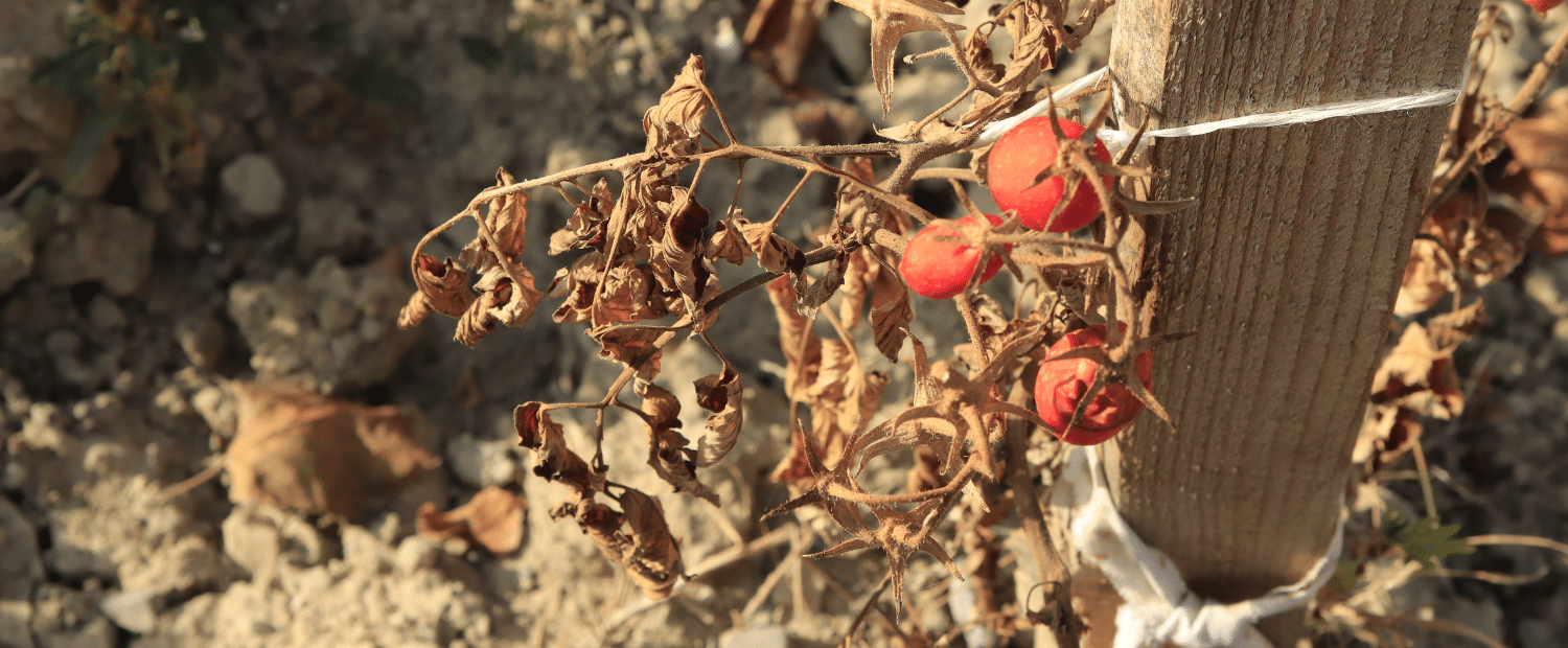 Overcoming Drought with Dry-Farming Tomatoes - Serving Agriculture ...